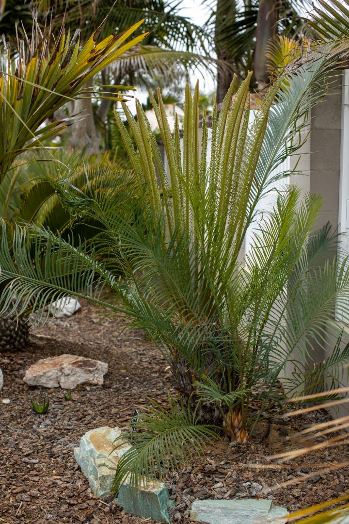 Cycas thouarsii x cupida - Page 2 - TROPICAL LOOKING PLANTS - Other ...