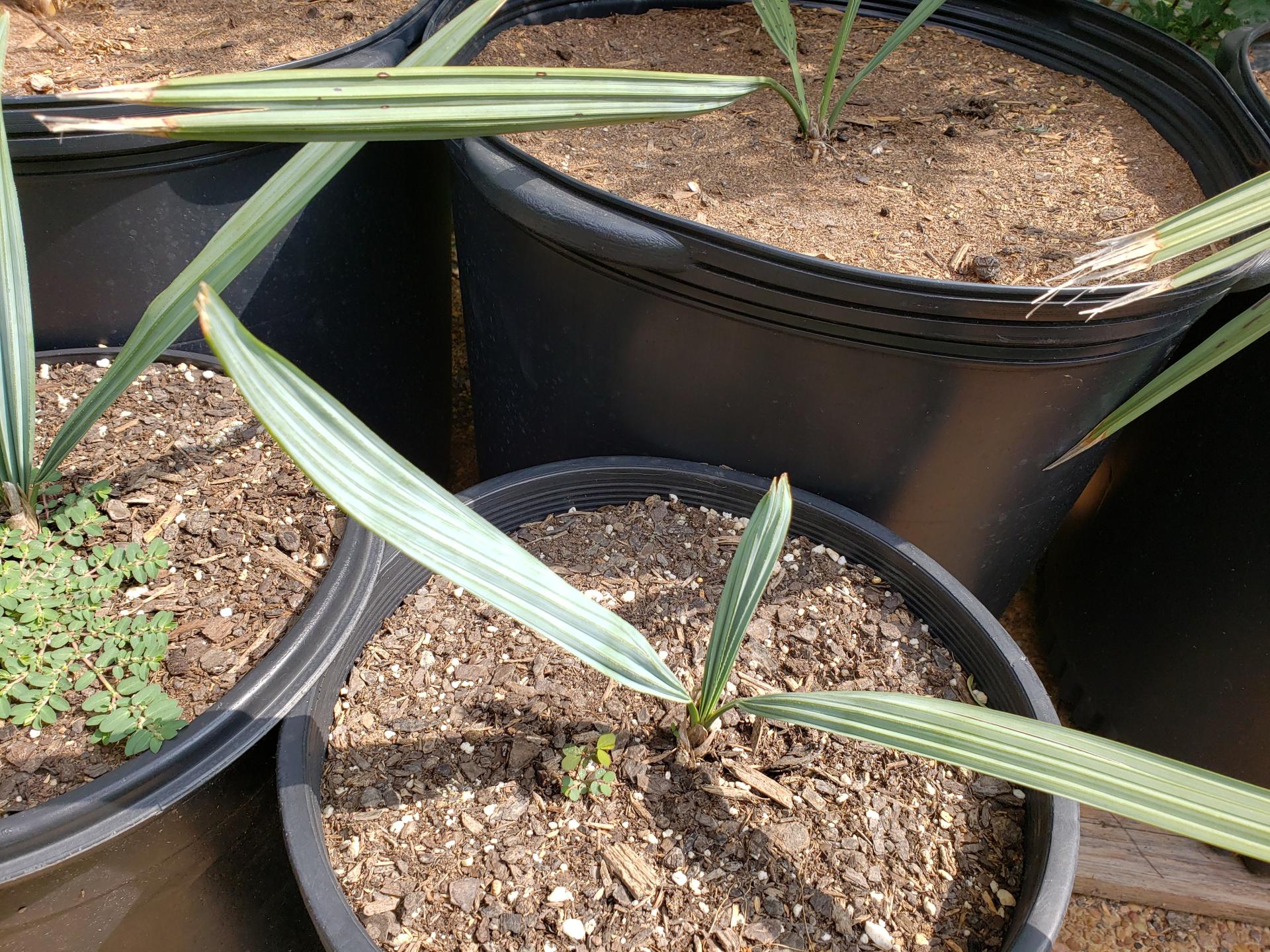 Copernicia rigida - DISCUSSING PALM TREES WORLDWIDE - PalmTalk