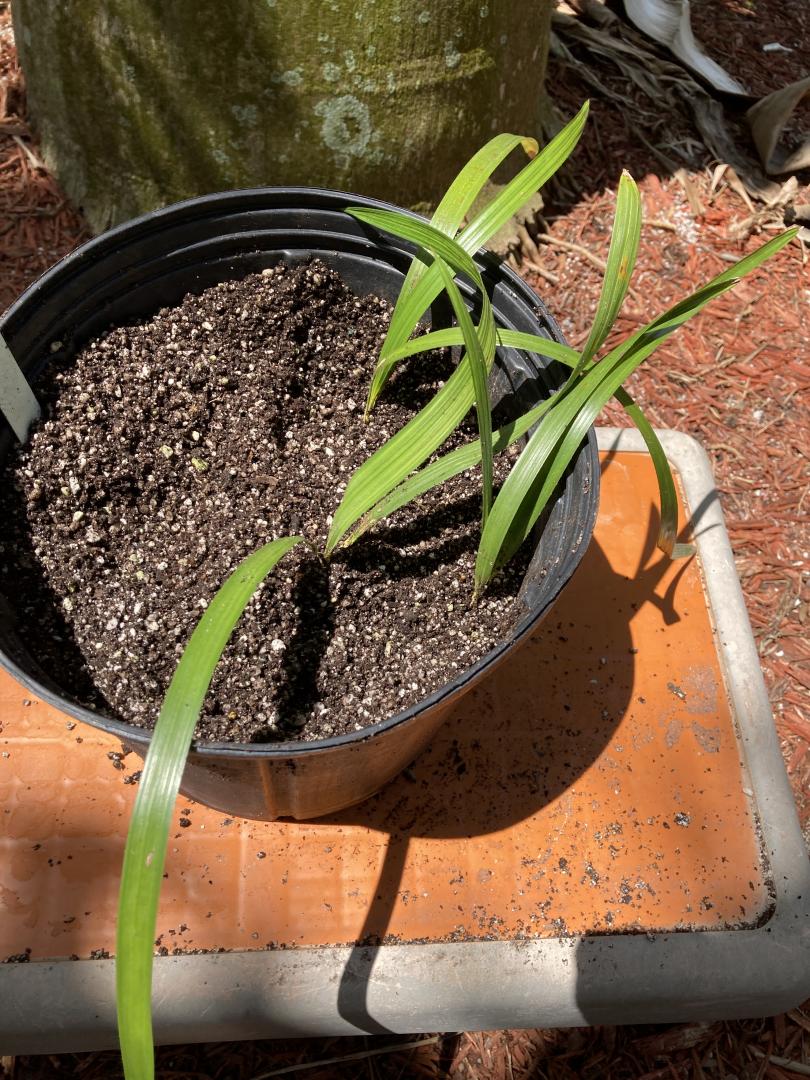 Copernicia yard 3 seedlings of Cuban palm - For Sale - PalmTalk