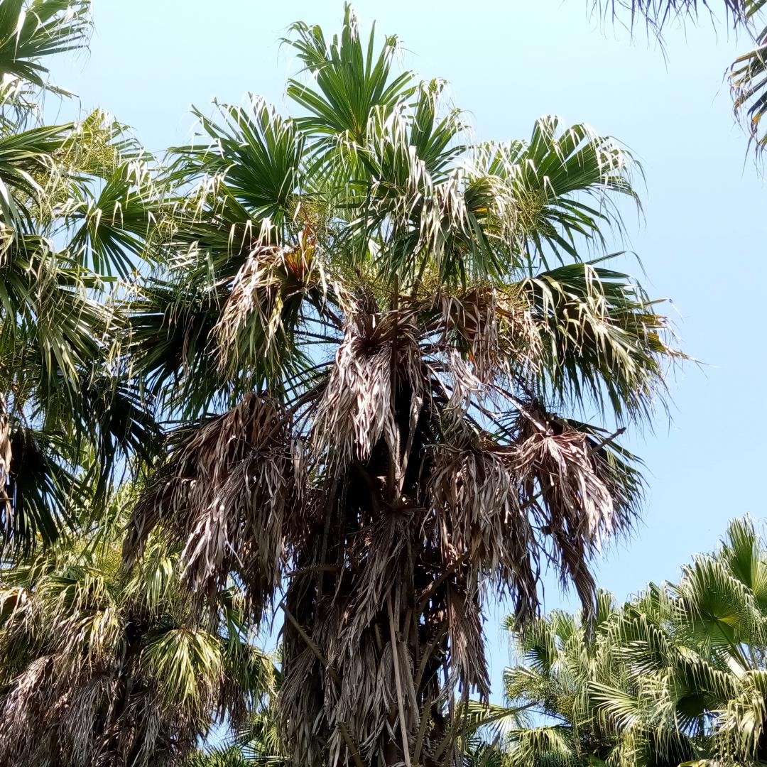 Livistona saribus - DISCUSSING PALM TREES WORLDWIDE - PalmTalk