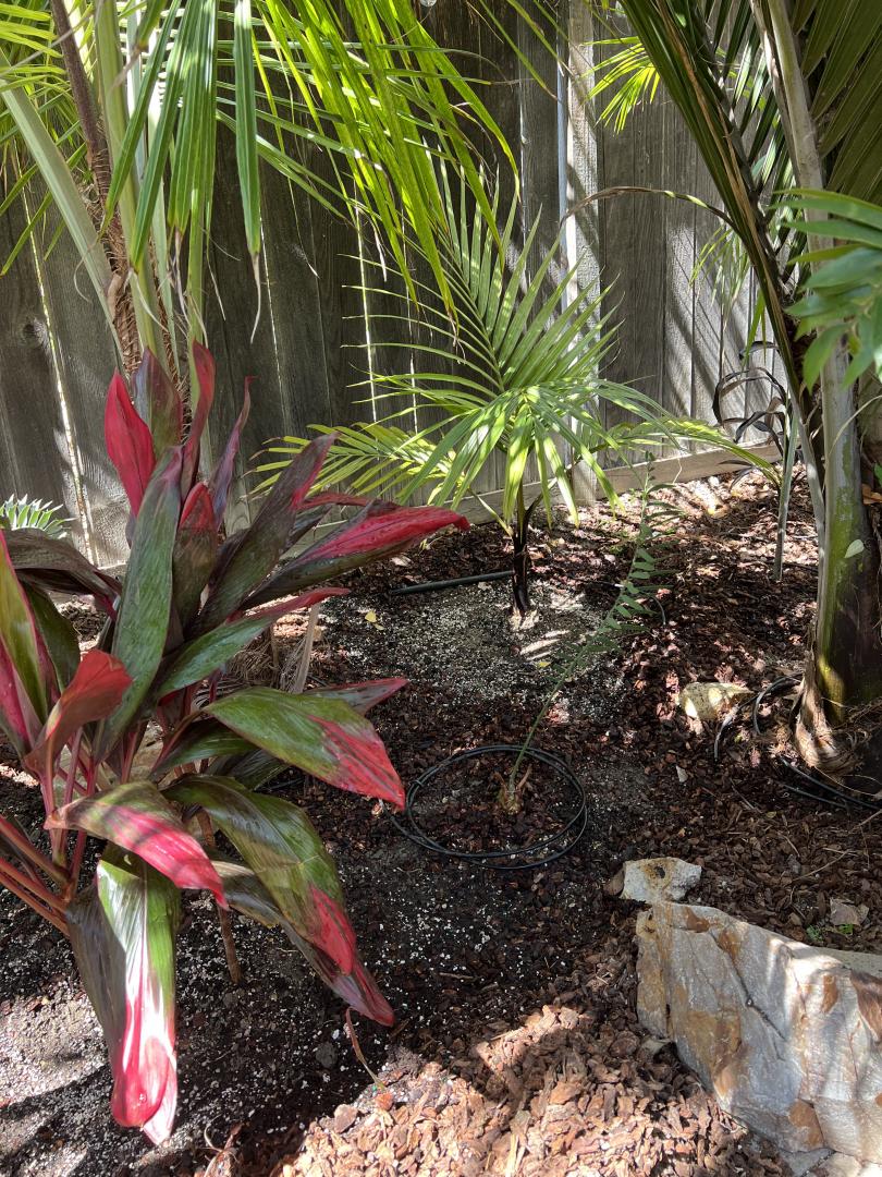 Cyphophoenix alba - DISCUSSING PALM TREES WORLDWIDE - PalmTalk