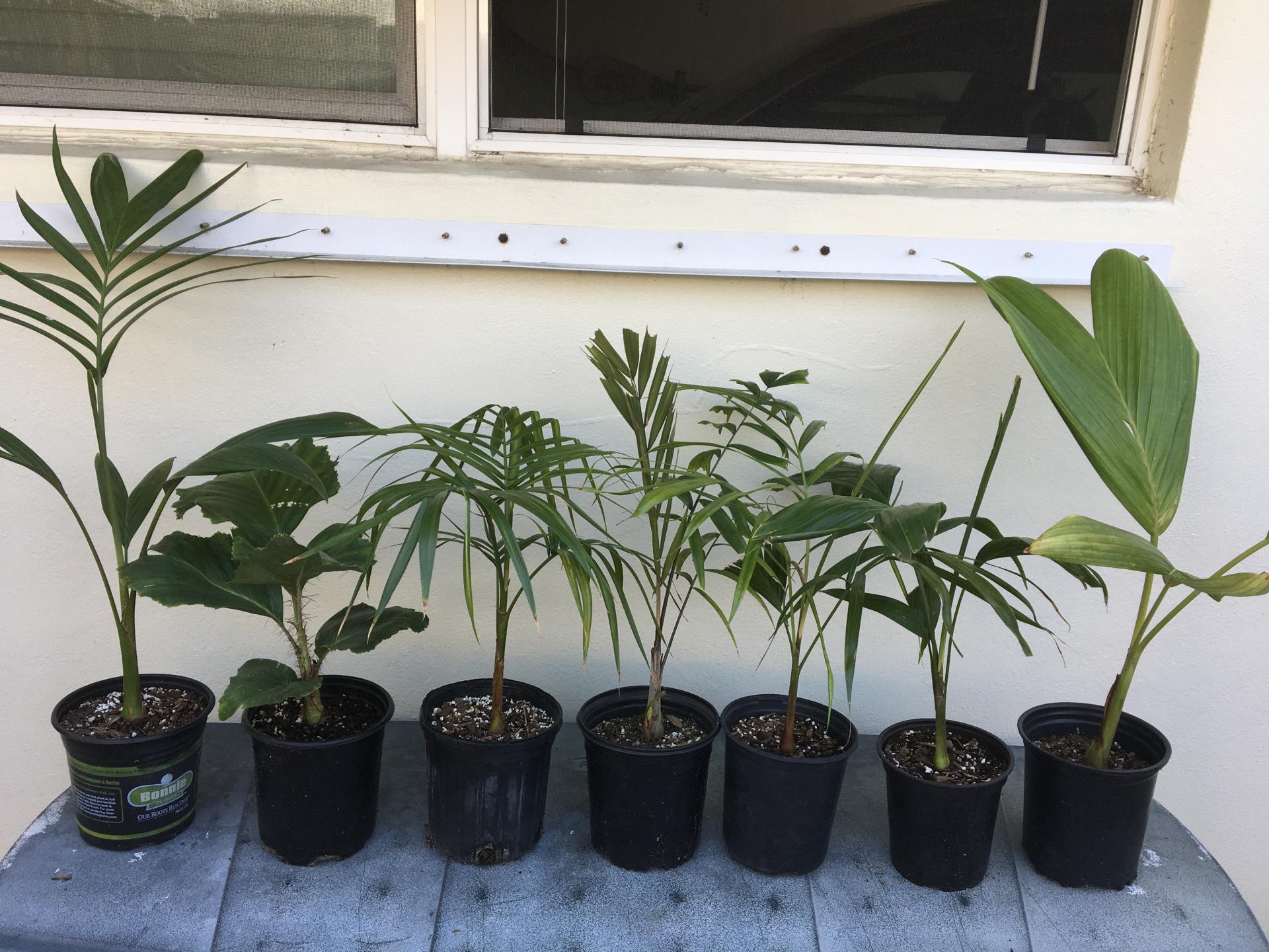 1 Gal Palm Pick-Ups $7 - For Sale - PalmTalk