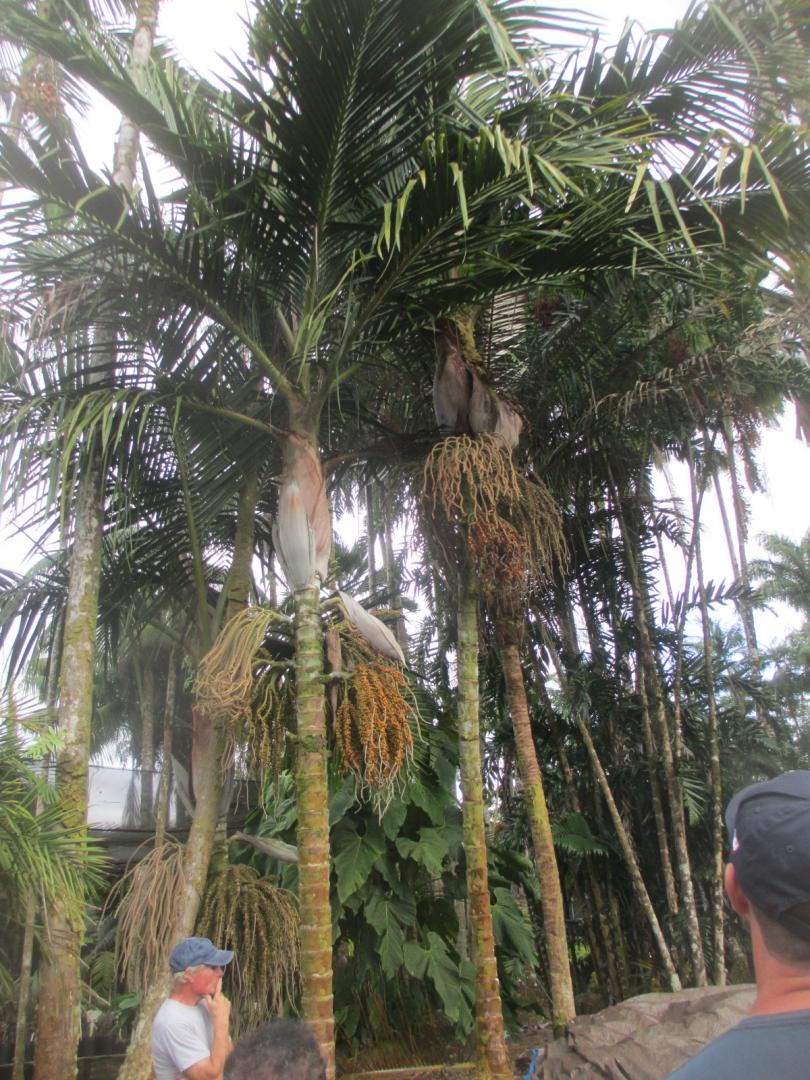 Floribunda nursery tour - DISCUSSING PALM TREES WORLDWIDE - PalmTalk