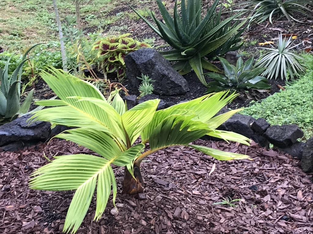 Bentinckia condapanna - DISCUSSING PALM TREES WORLDWIDE - PalmTalk