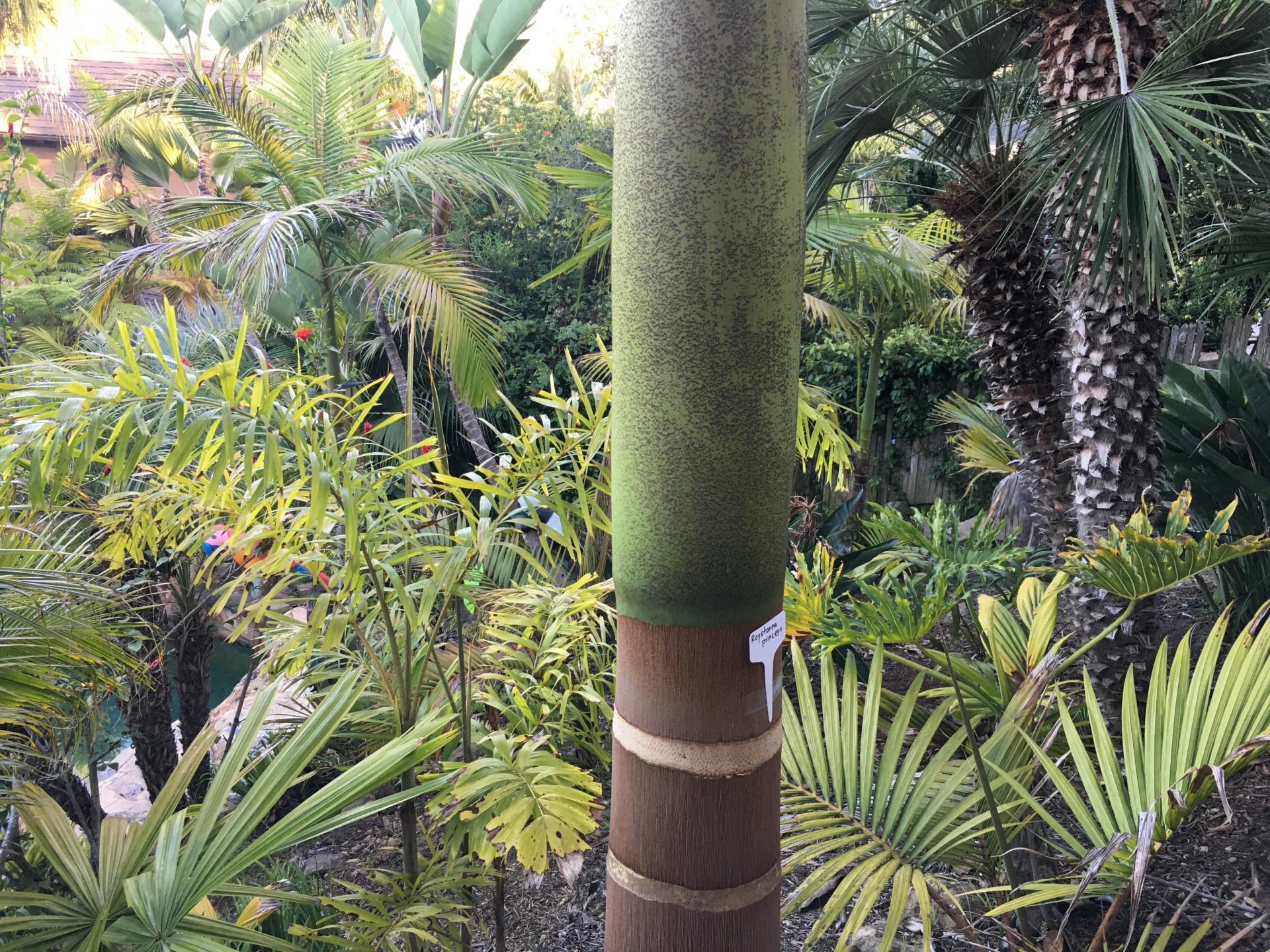 Anyone else growing roystonea princeps? - DISCUSSING PALM TREES ...