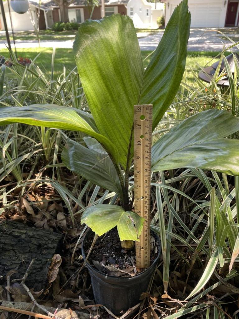 hydriastele beguinii OBI Island palm 1 gal size - PALMS IN POTS - PalmTalk