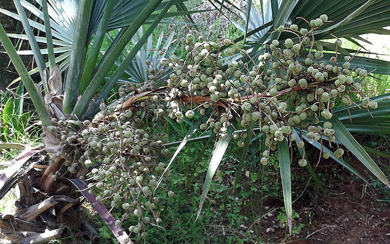 Brahea decumbens flowering - DISCUSSING PALM TREES WORLDWIDE - PalmTalk