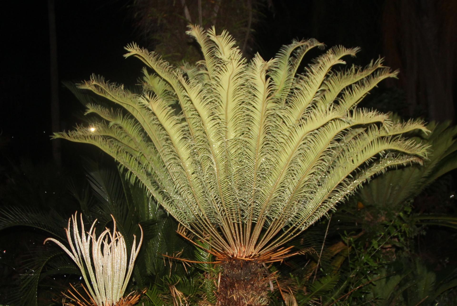 my flushing Cycas - TROPICAL LOOKING PLANTS - Other Than Palms - PalmTalk