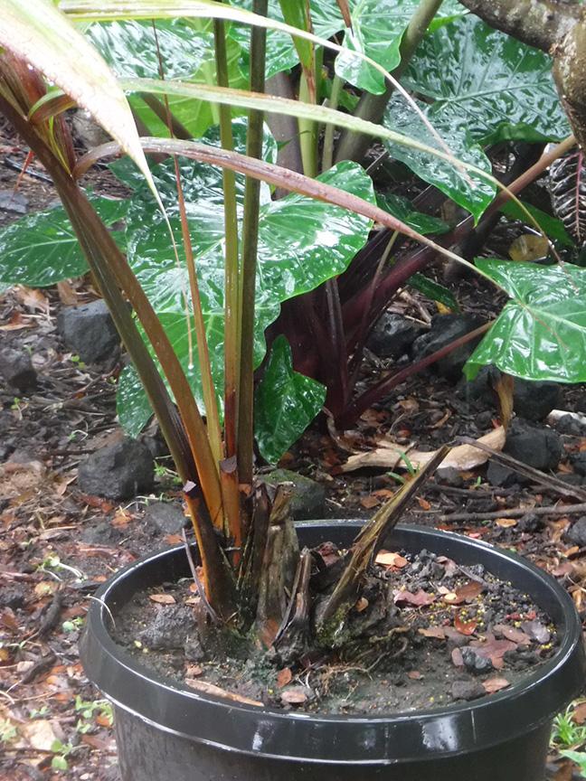 Palm With New Red Frond - Who Can Tell What It Is - DISCUSSING PALM ...