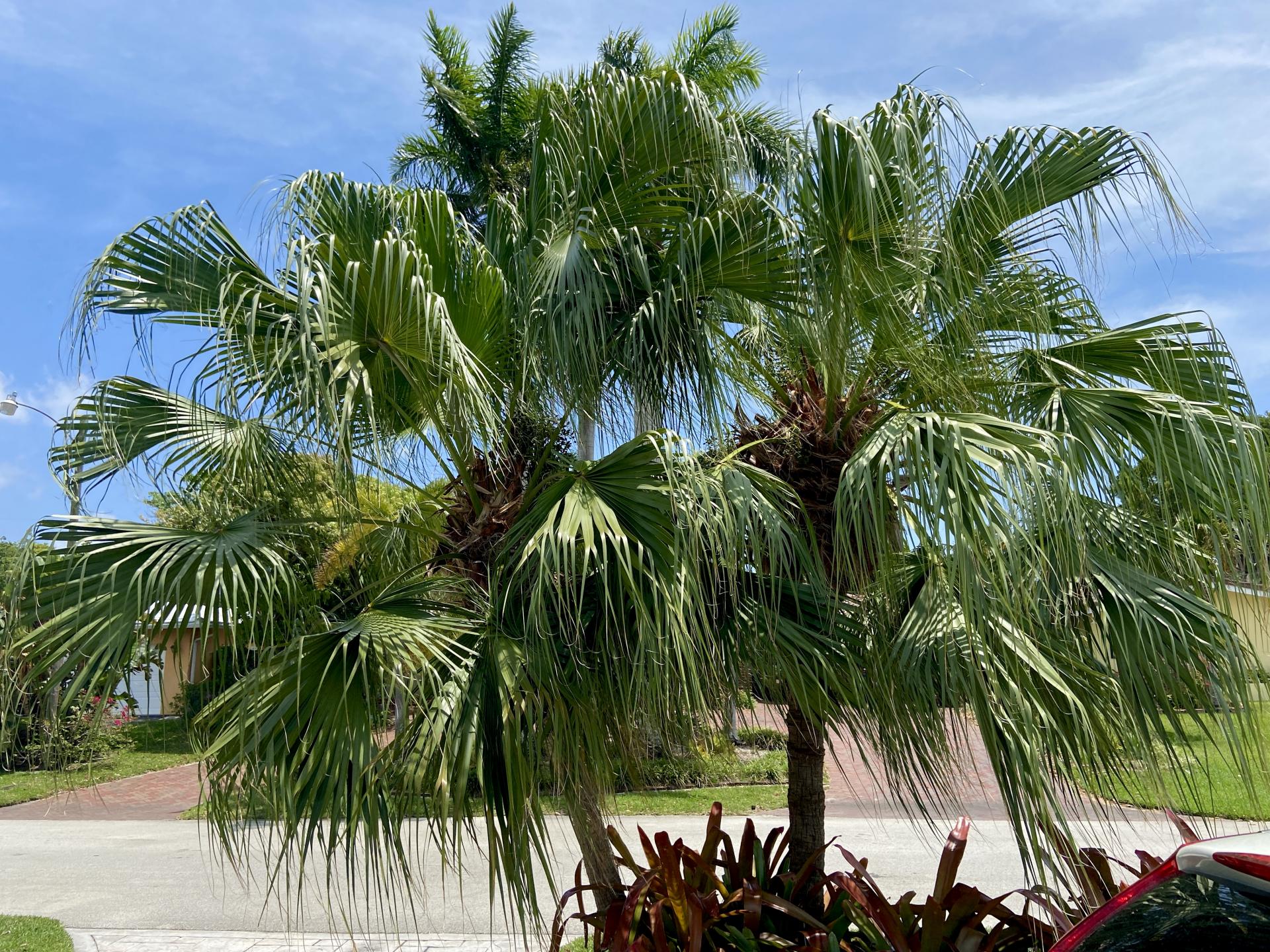 Livistona chinensis frond base removal - DISCUSSING PALM TREES ...