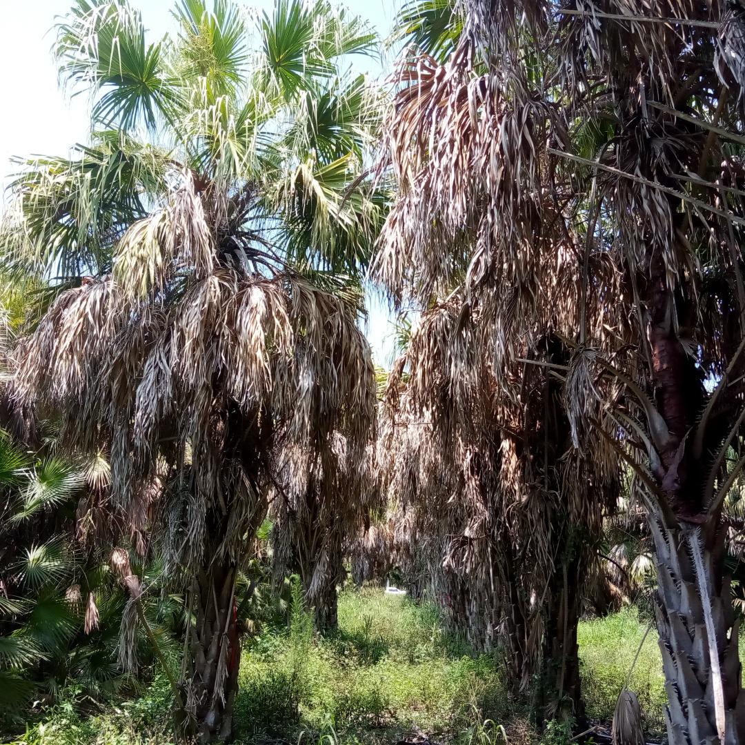 Trimming Livistona saribus - DISCUSSING PALM TREES WORLDWIDE - PalmTalk