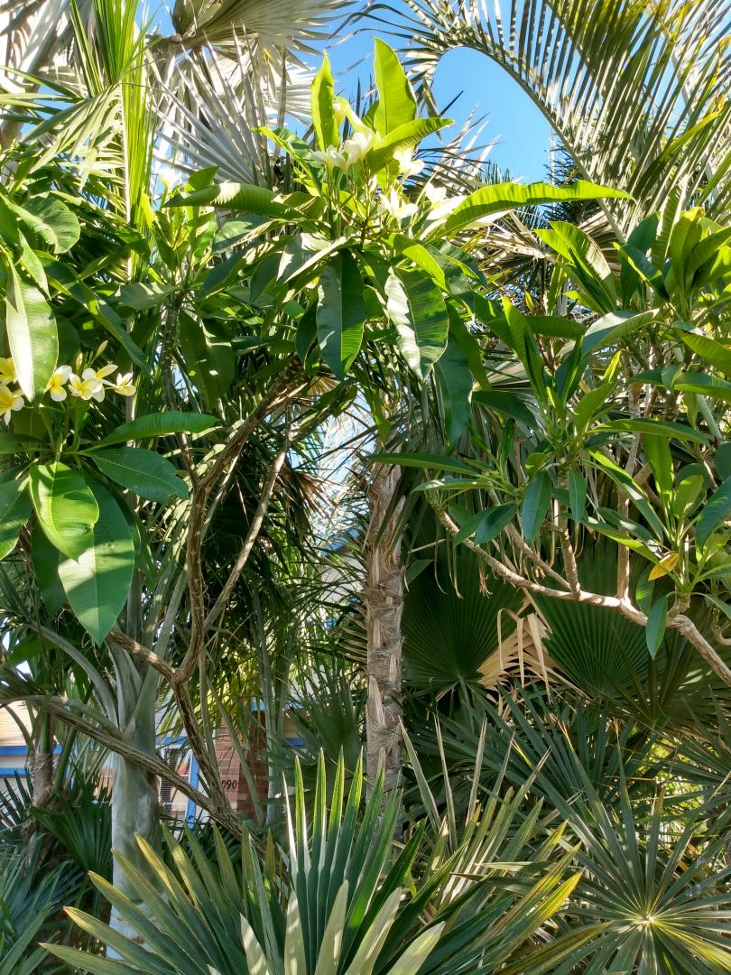 Coccothrinax 'azul' - ready to put in ground - DISCUSSING PALM TREES ...