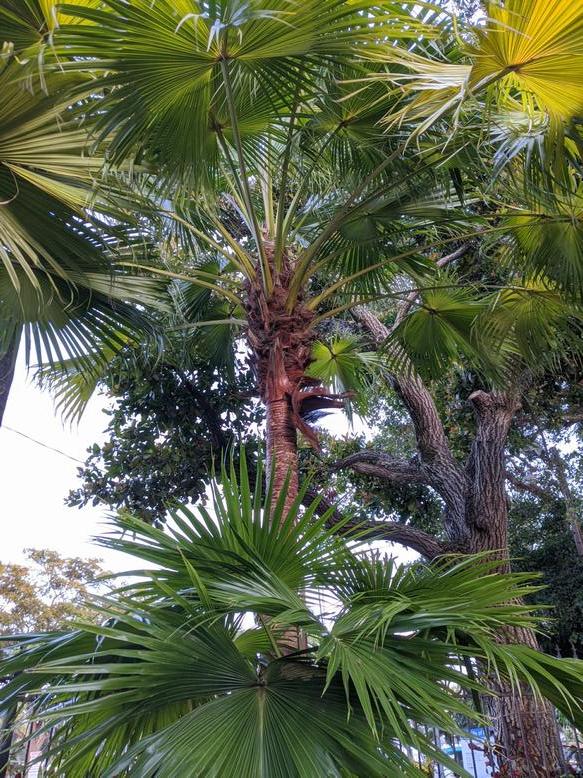 Livistona chinensis frond base removal - DISCUSSING PALM TREES ...