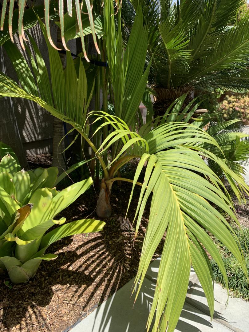 Bentinckia condapanna - DISCUSSING PALM TREES WORLDWIDE - PalmTalk