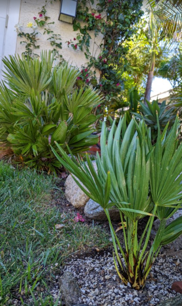 Another Chamaerops Vulcano in the ground - DISCUSSING PALM TREES ...