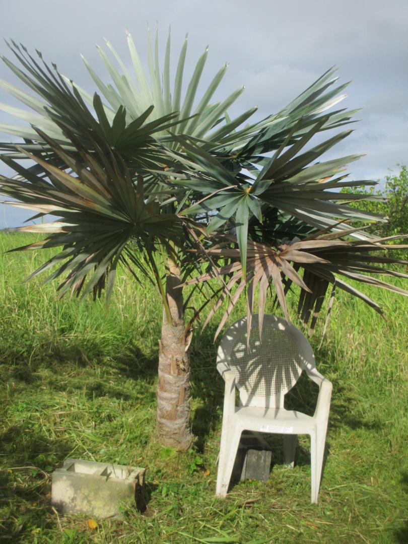 Coccothrinax 'azul' - ready to put in ground - DISCUSSING PALM TREES ...