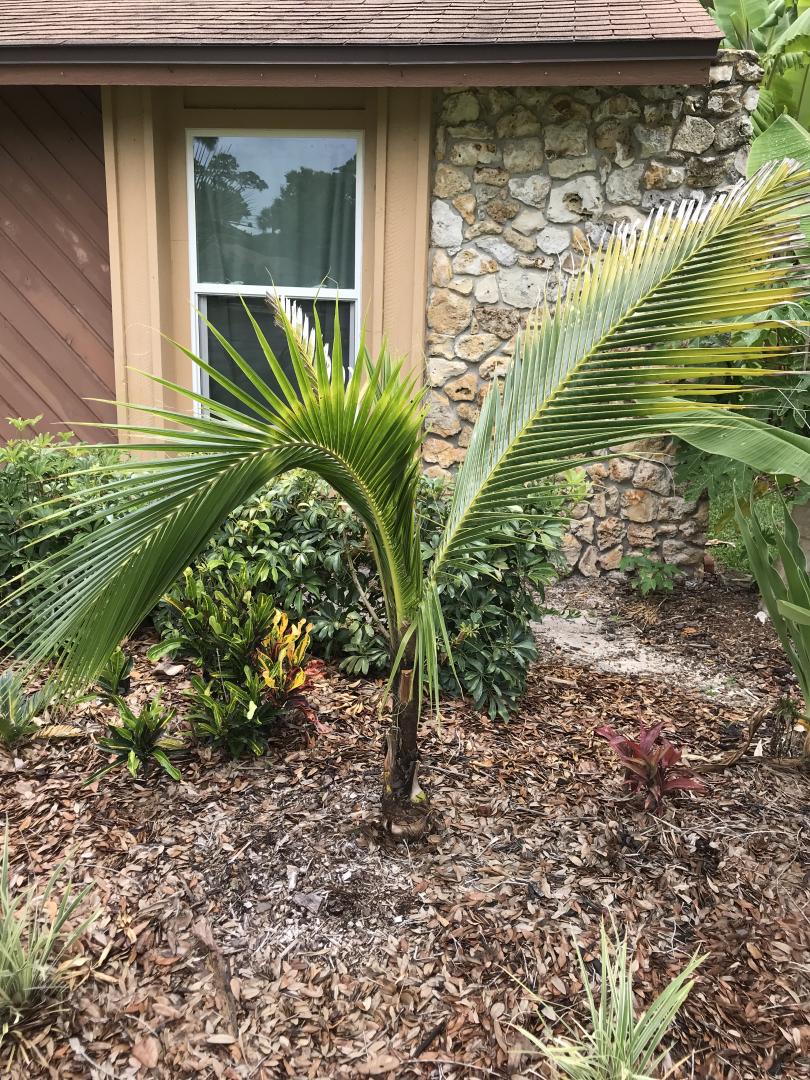 Zone pushed survivors Palm Coast FL 9b maypan and royal - DISCUSSING ...