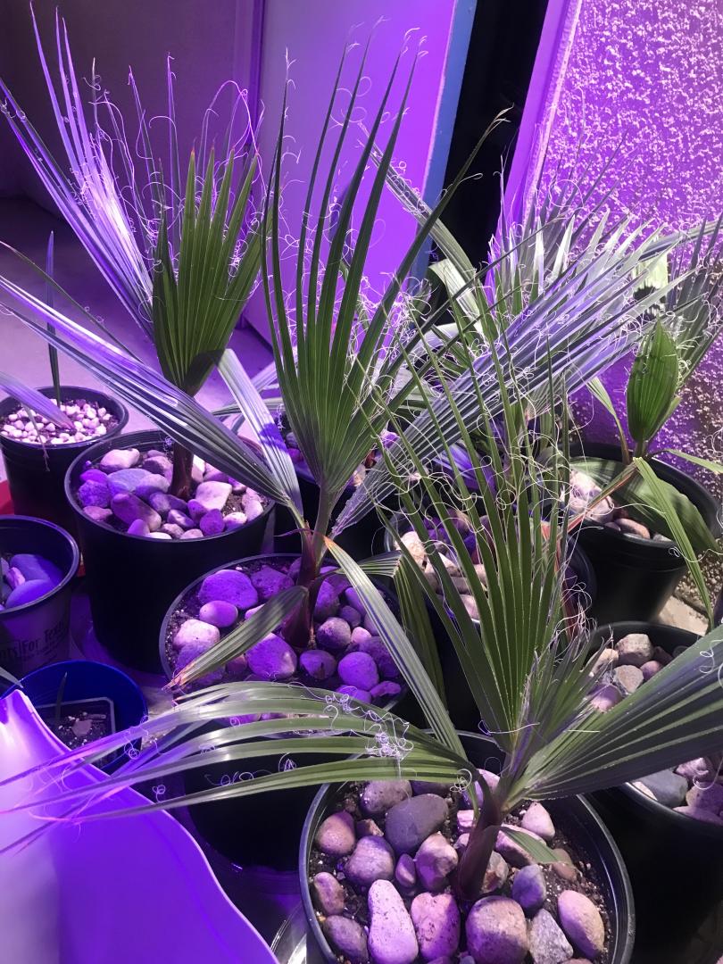 Exactly 1 year of growth on Washingtonia Filibusta - COLD HARDY PALMS ...
