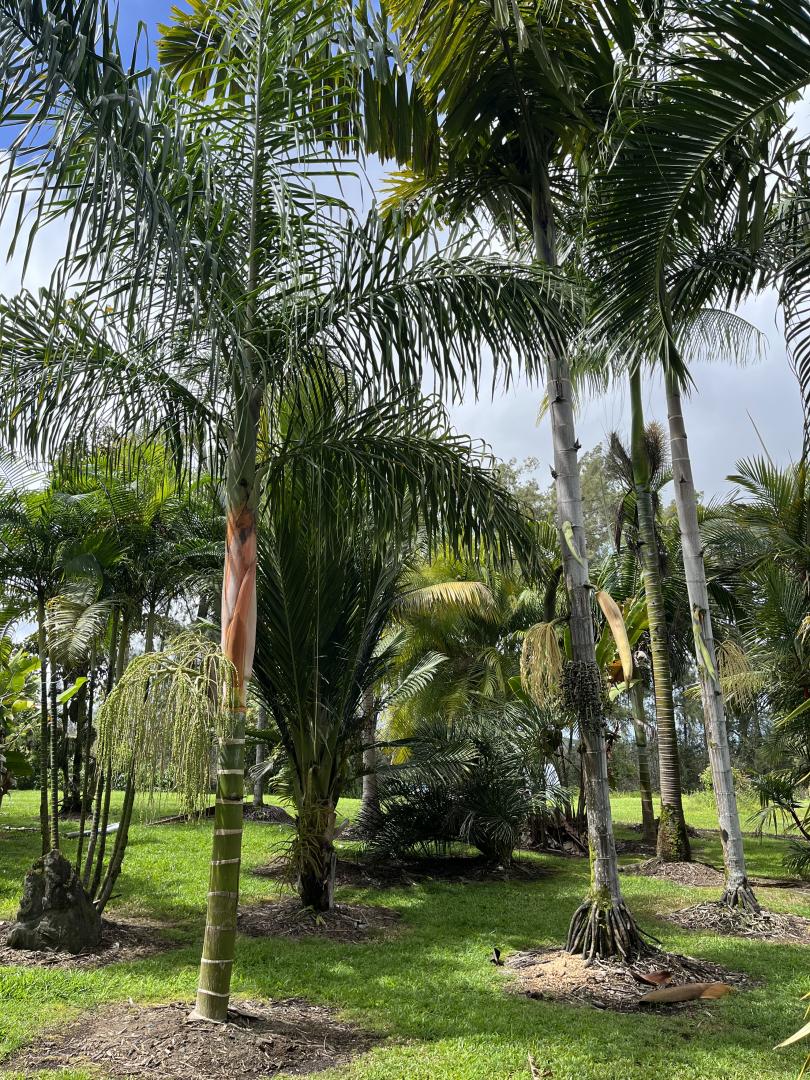 Seed - For Sale - PalmTalk