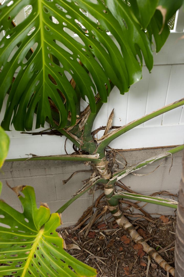 Super root bound Monstera - TROPICAL LOOKING PLANTS - Other Than Palms ...