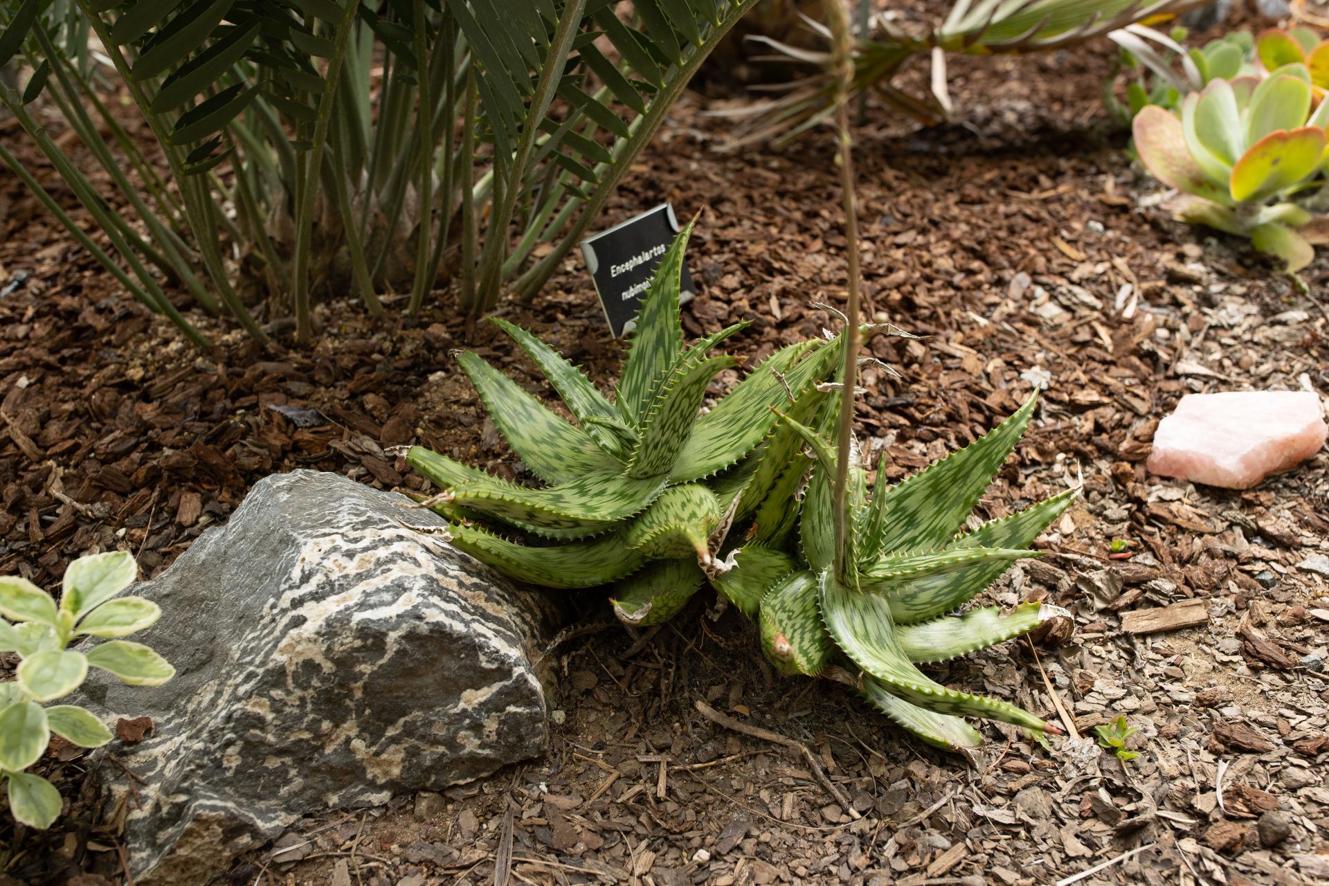 Show us your exotic aloes - TROPICAL LOOKING PLANTS - Other Than Palms ...