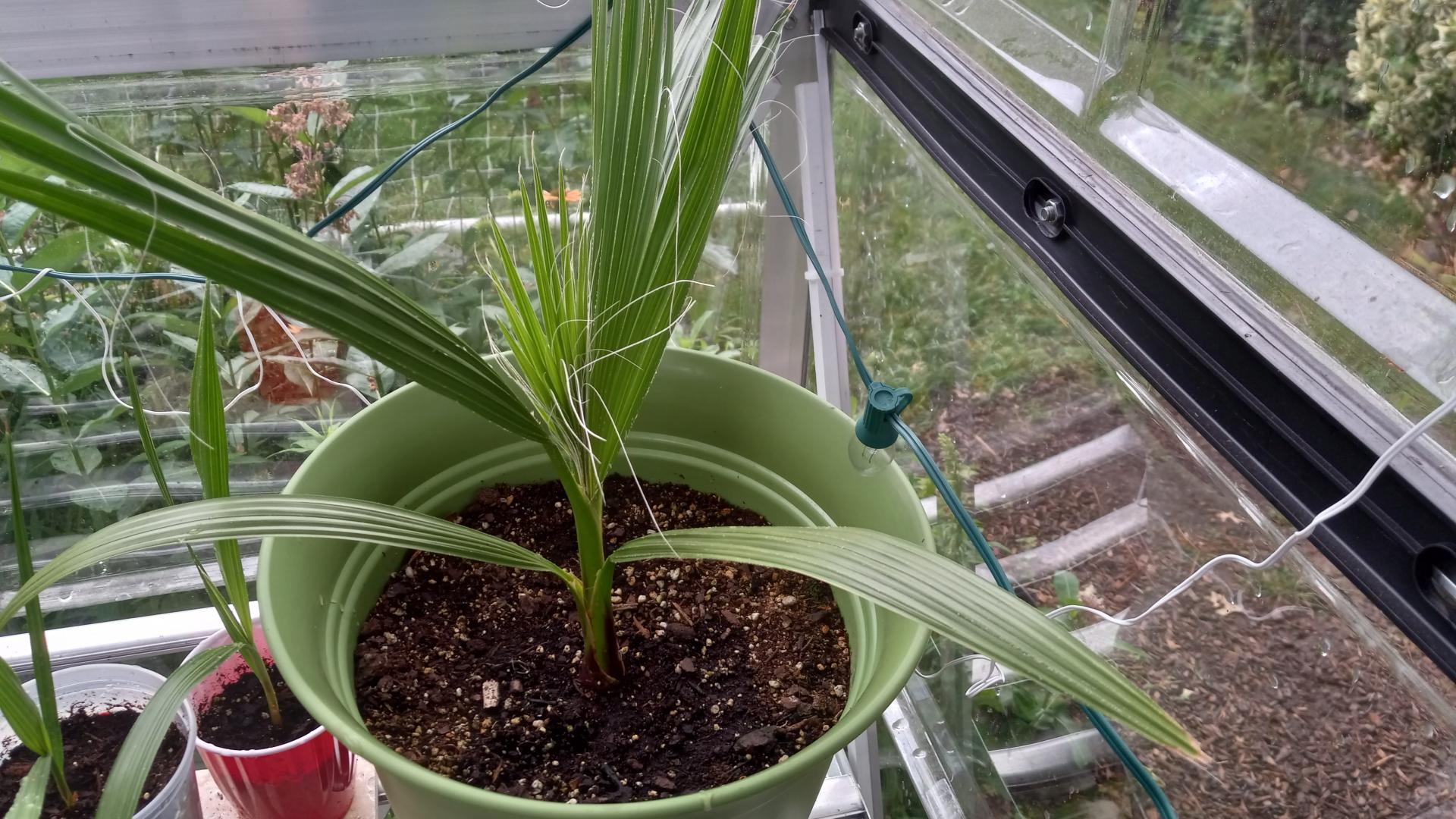 Exactly 1 year of growth on Washingtonia Filibusta - COLD HARDY PALMS ...