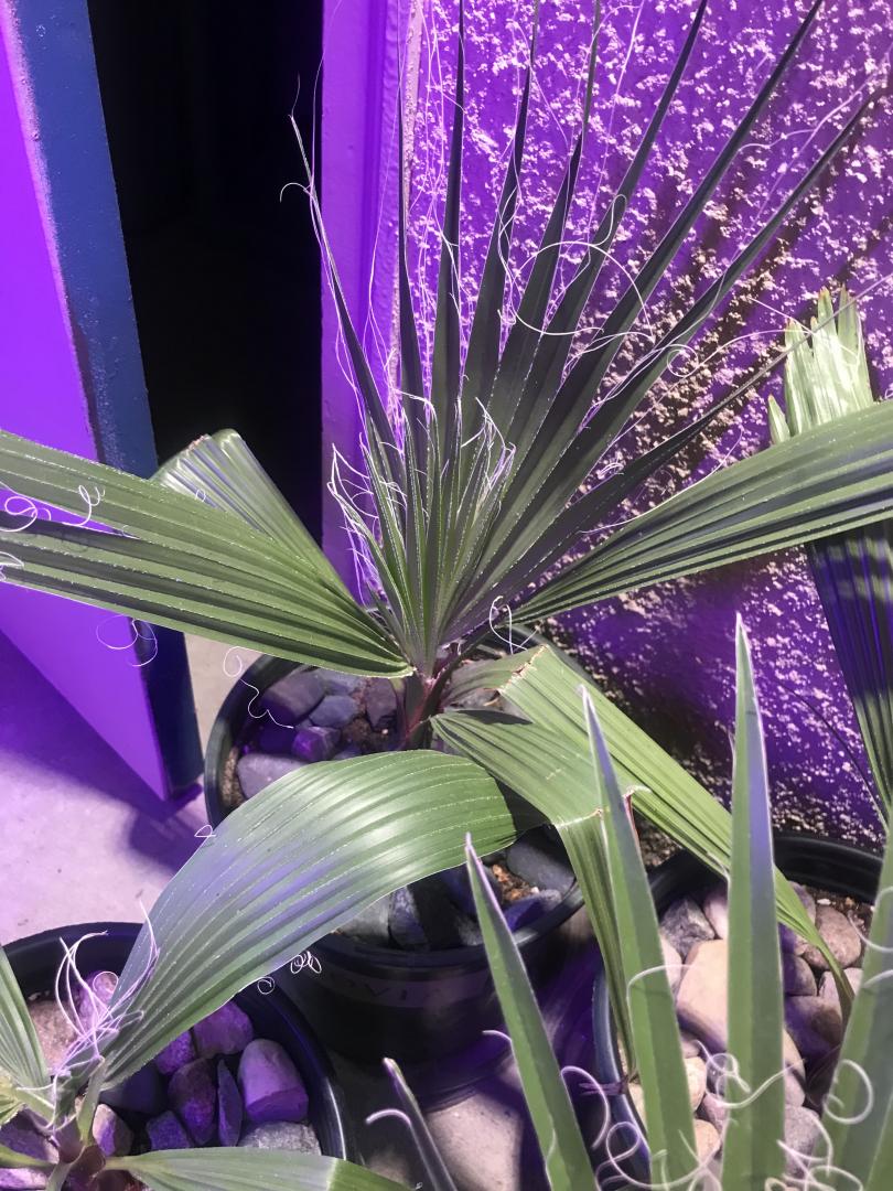 Exactly 1 year of growth on Washingtonia Filibusta - COLD HARDY PALMS ...