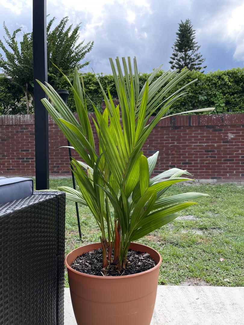 Are there multiple palms in this clump of C. renda? - DISCUSSING PALM ...