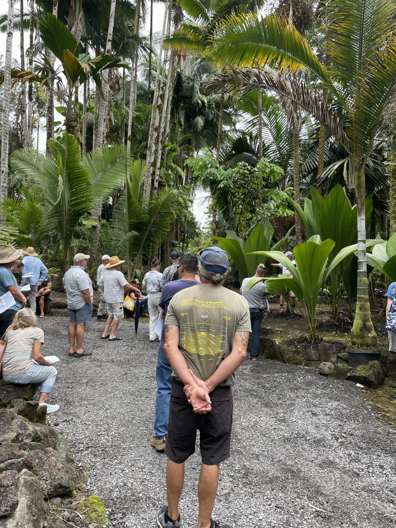 Joeys, the palms not the furry kind that hop - DISCUSSING PALM TREES ...