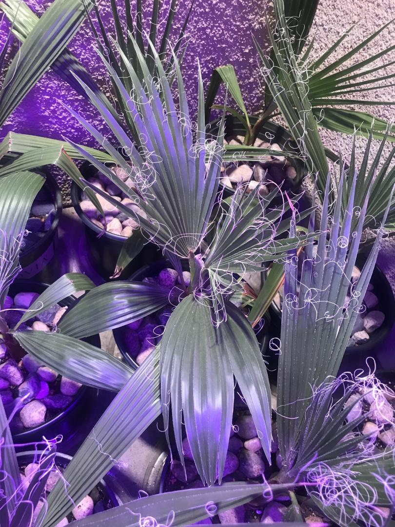 Exactly 1 year of growth on Washingtonia Filibusta - COLD HARDY PALMS ...