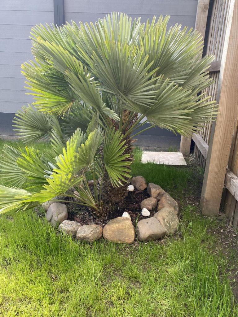 Another Chamaerops Vulcano in the ground - DISCUSSING PALM TREES ...