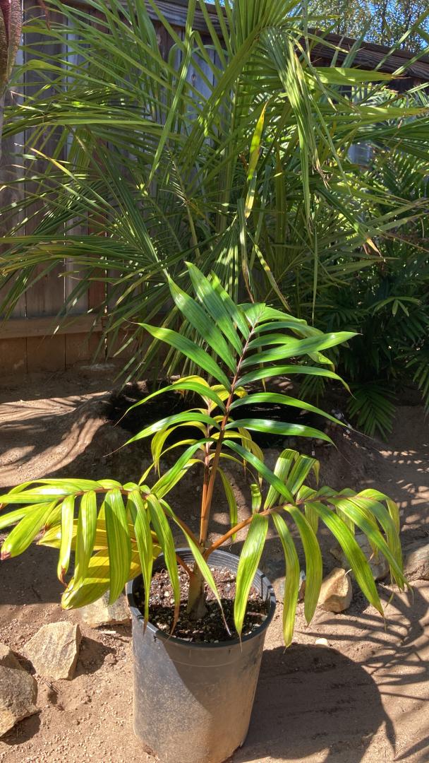 Cyphophoenix elegans - DISCUSSING PALM TREES WORLDWIDE - PalmTalk