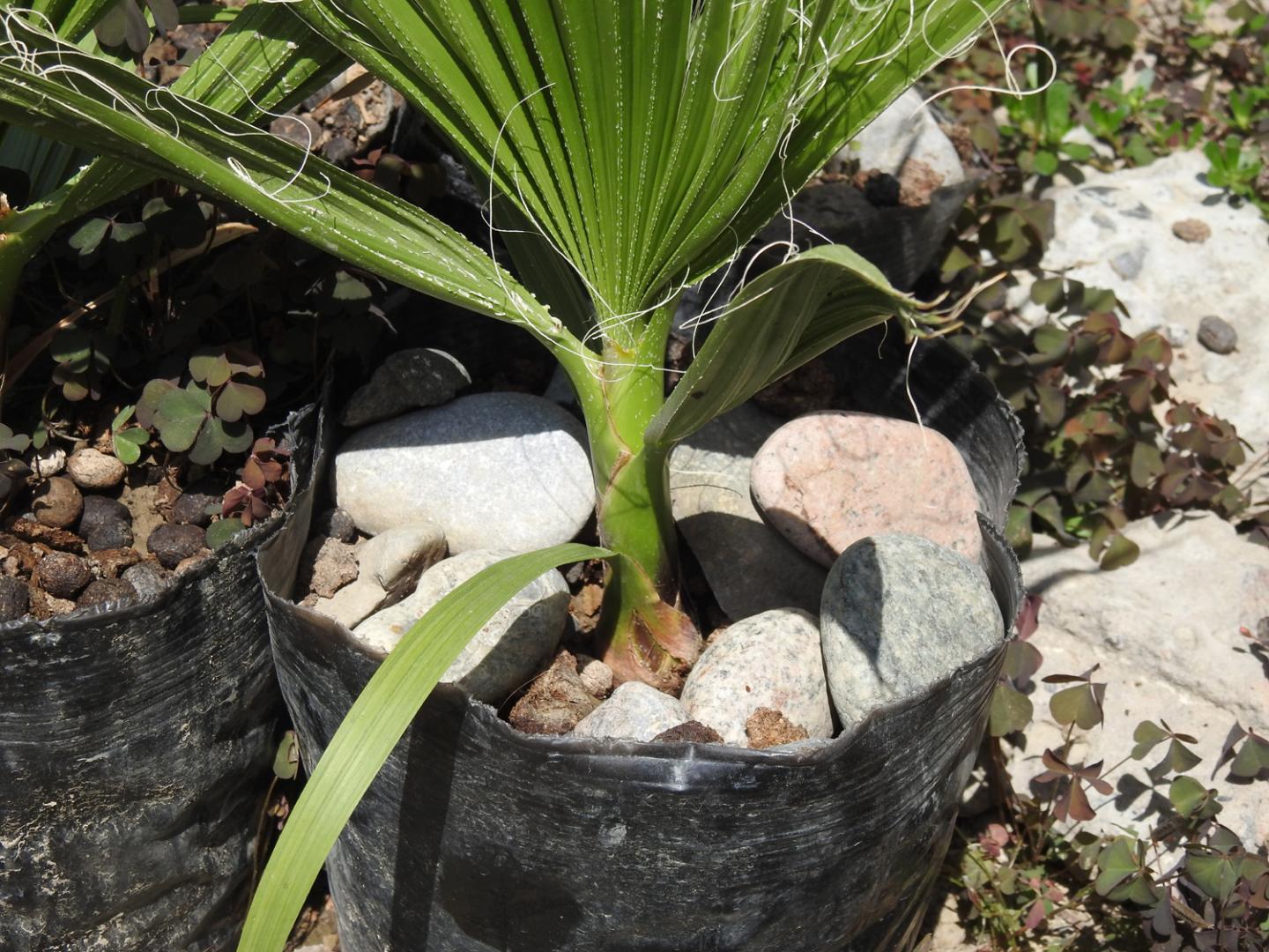 Exactly 1 year of growth on Washingtonia Filibusta - COLD HARDY PALMS ...