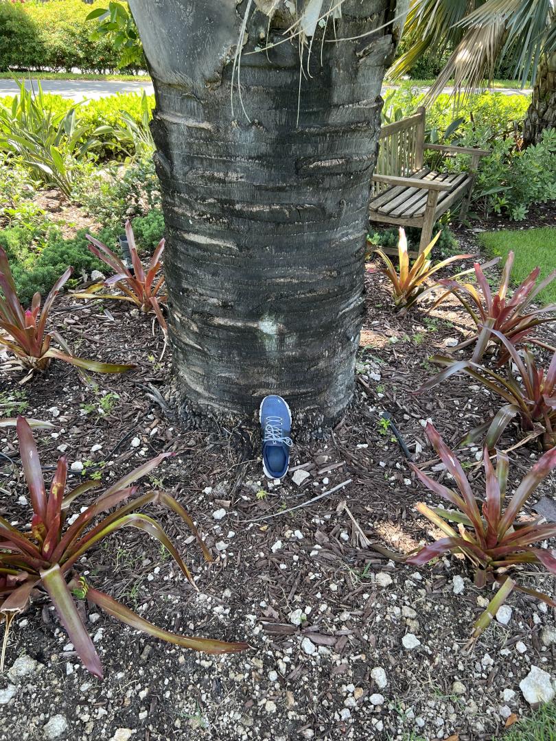 Key Largo Borrassus - DISCUSSING PALM TREES WORLDWIDE - PalmTalk