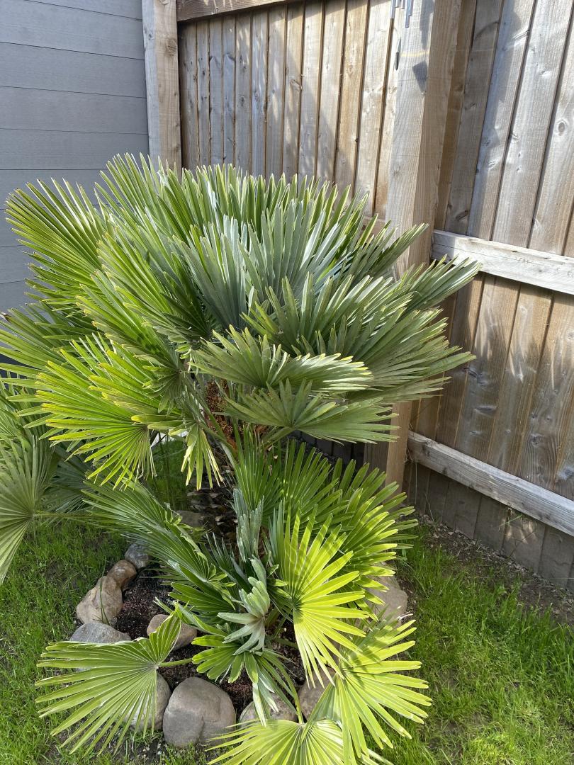 Another Chamaerops Vulcano in the ground - DISCUSSING PALM TREES ...