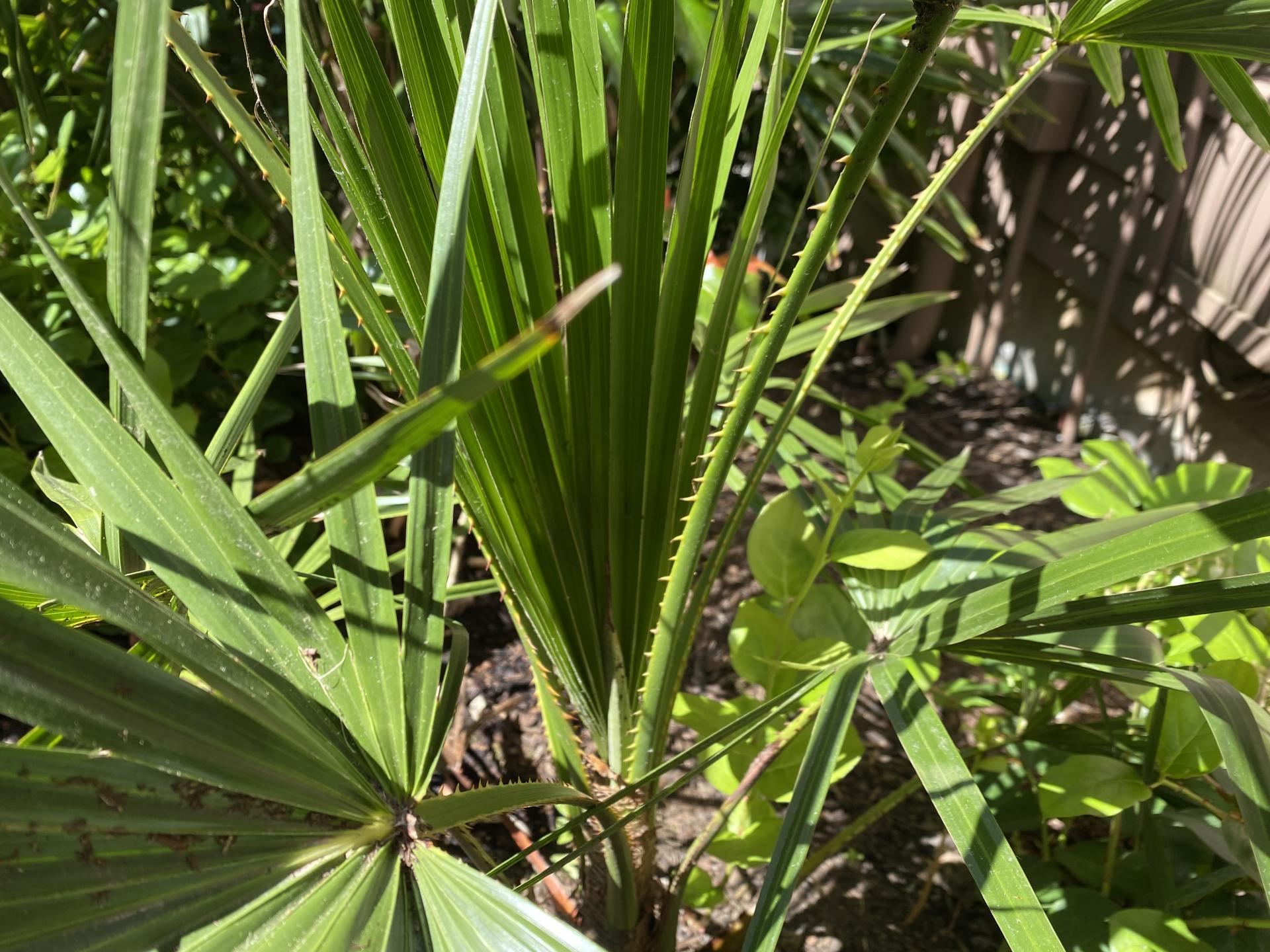 Livistona nitida- third winter in the books - COLD HARDY PALMS - PalmTalk