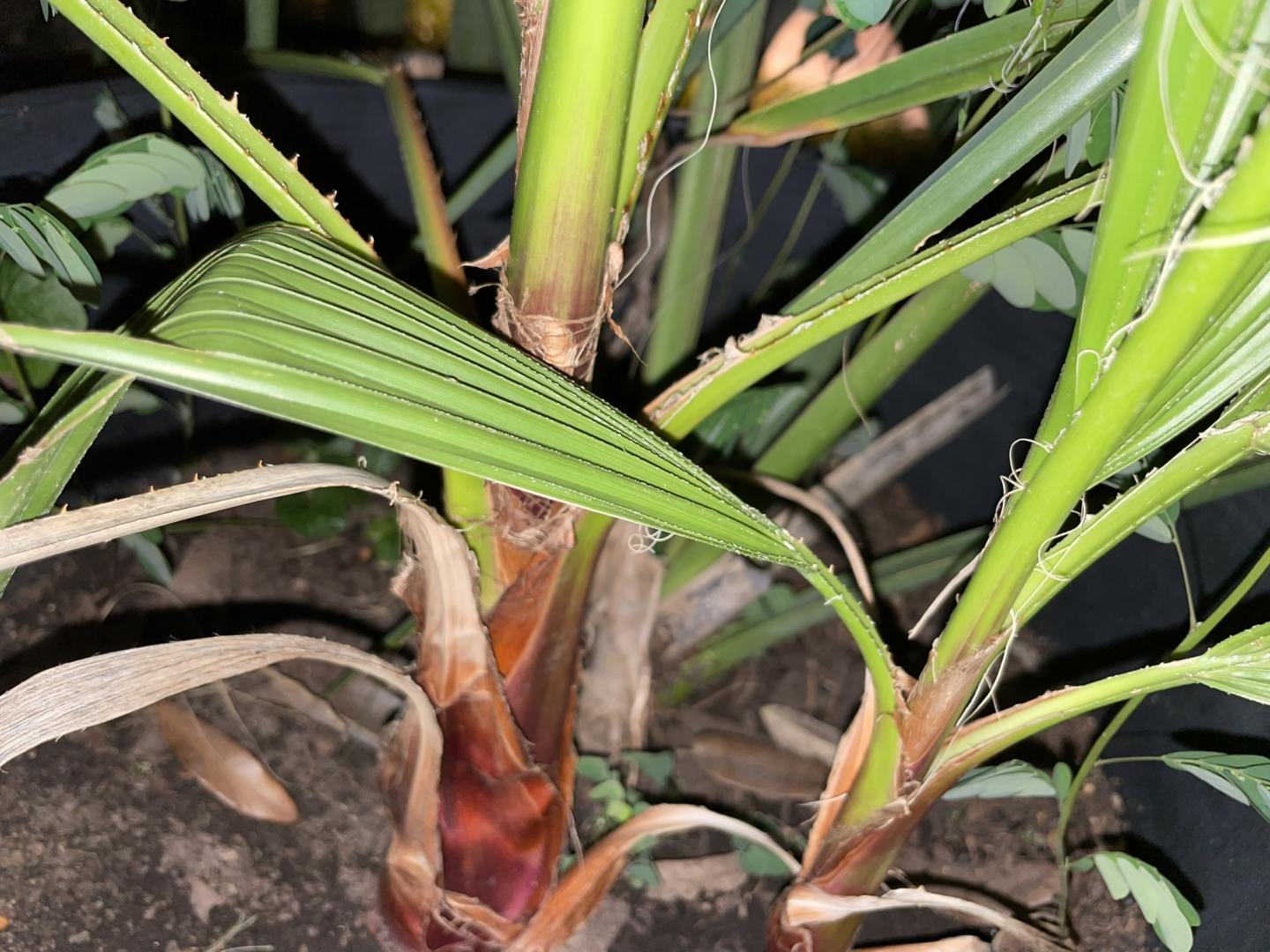 1 Texas Sable & 2 Washies in same 10 gallon pot…separate or plant in ...