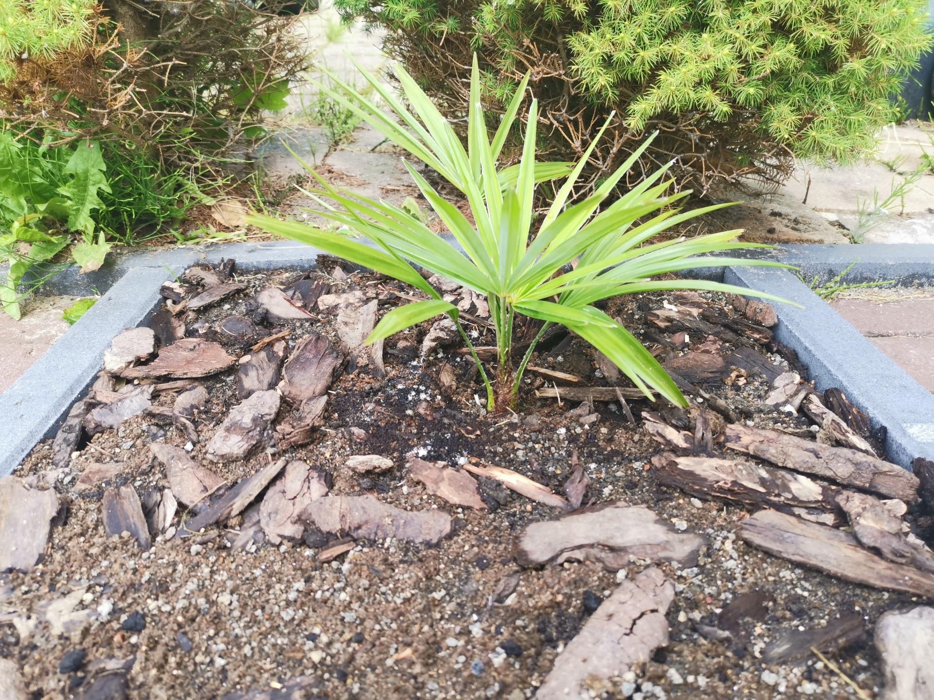 New trachycarpus hybrids 2019! - DISCUSSING PALM TREES WORLDWIDE - PalmTalk