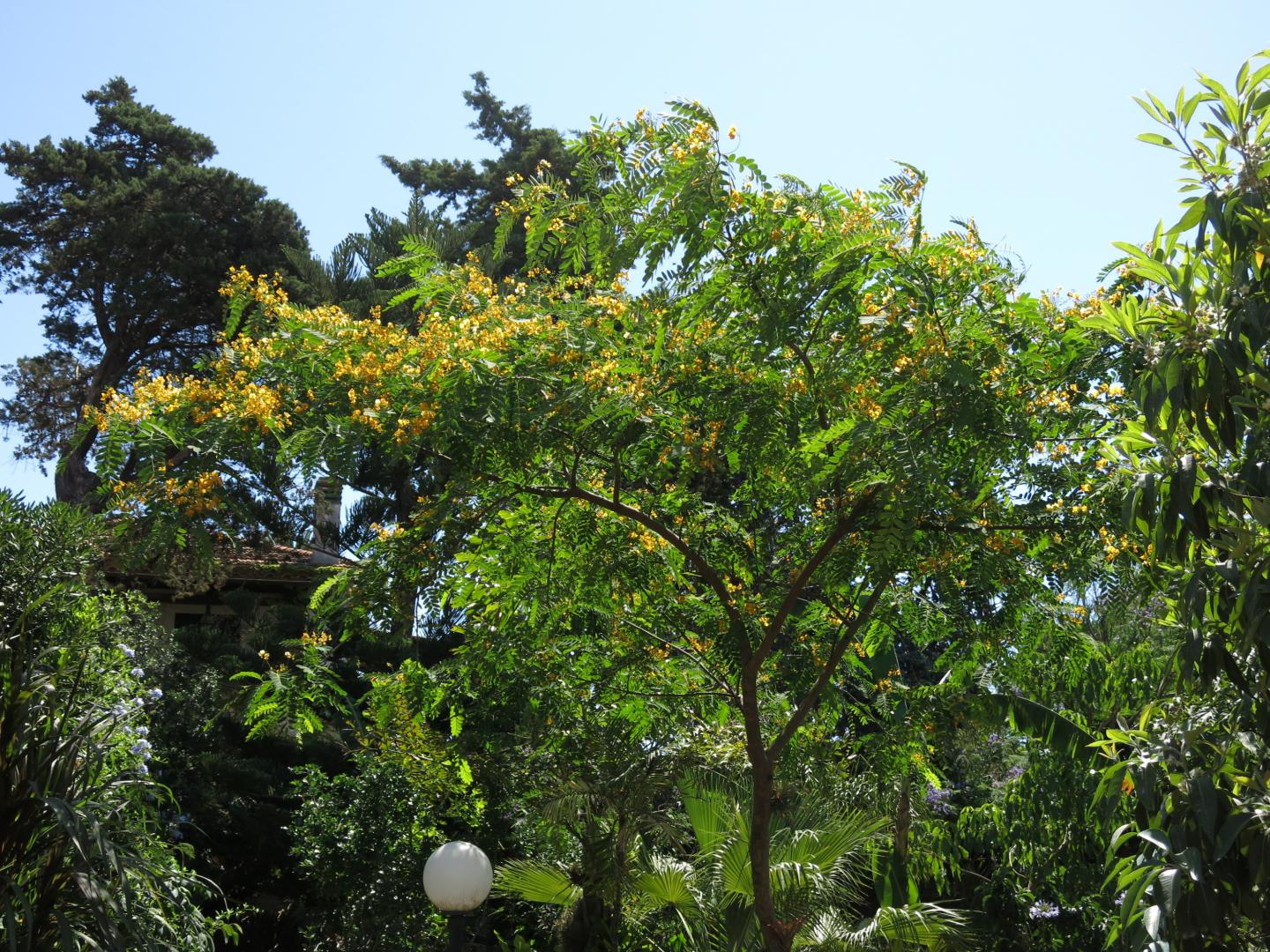 Tipuana trimming - TROPICAL LOOKING PLANTS - Other Than Palms - PalmTalk