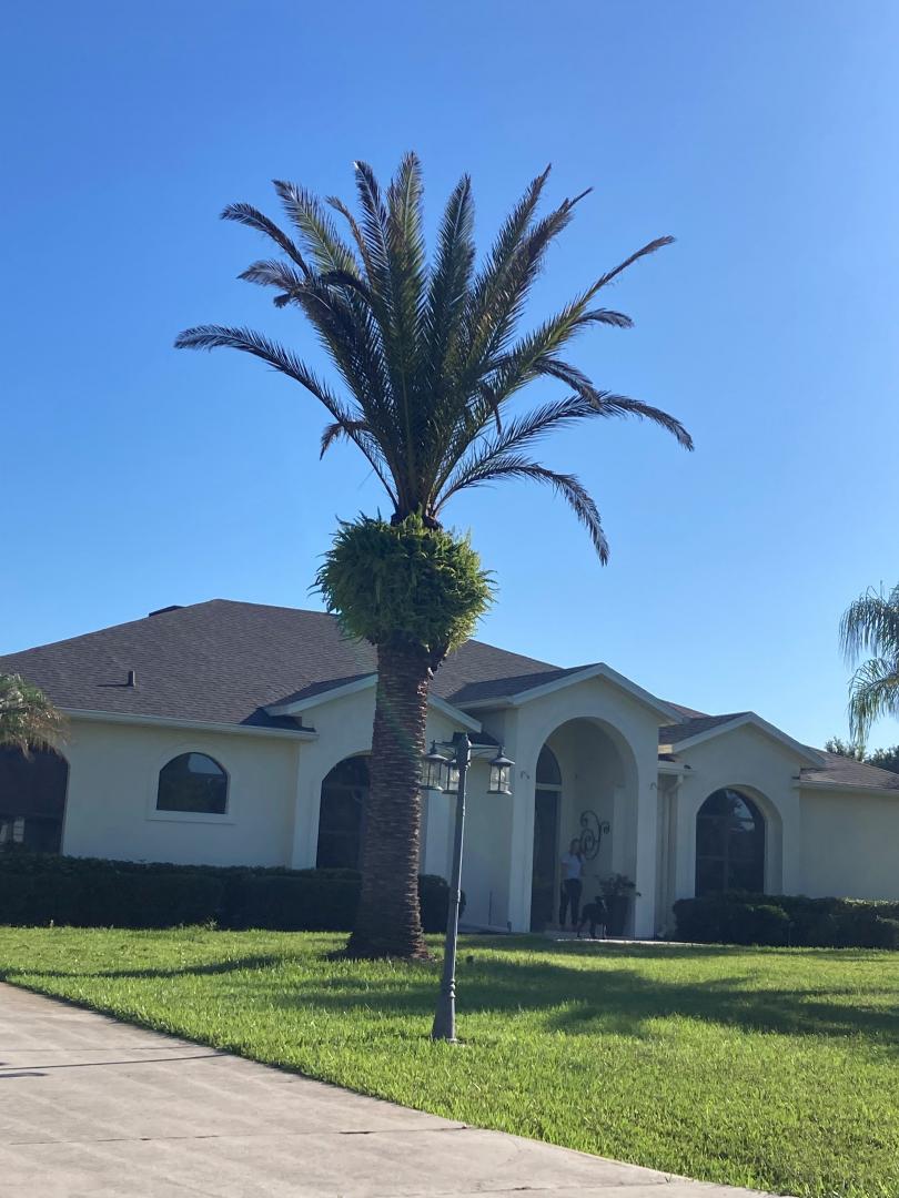Help with palm tree? - DISCUSSING PALM TREES WORLDWIDE - PalmTalk