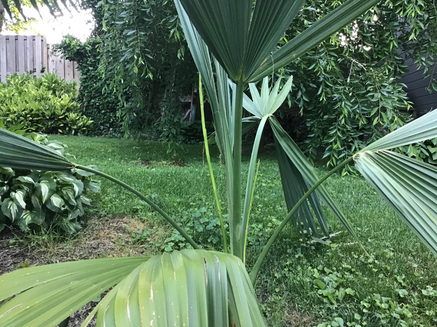 Brazoria Flower Spike - COLD HARDY PALMS - PalmTalk