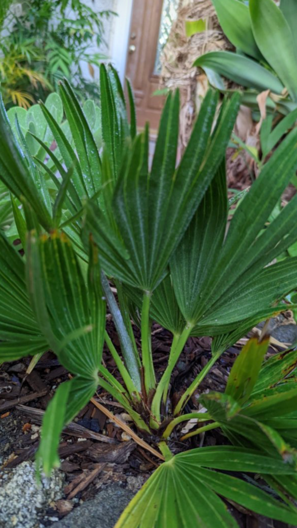 Another Chamaerops Vulcano in the ground - DISCUSSING PALM TREES ...