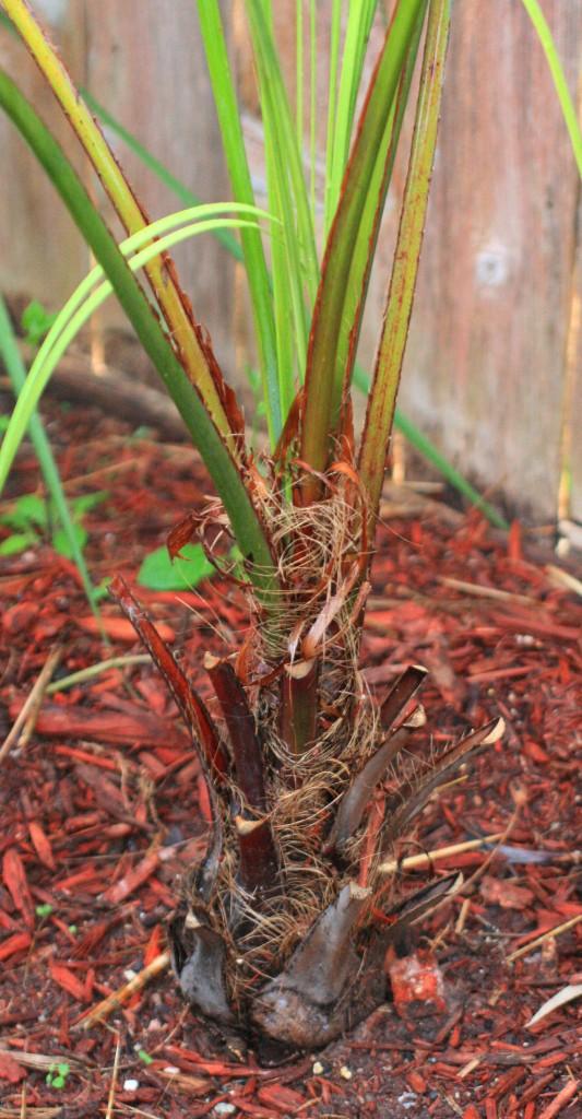 Parajubaea sunkha - DISCUSSING PALM TREES WORLDWIDE - PalmTalk