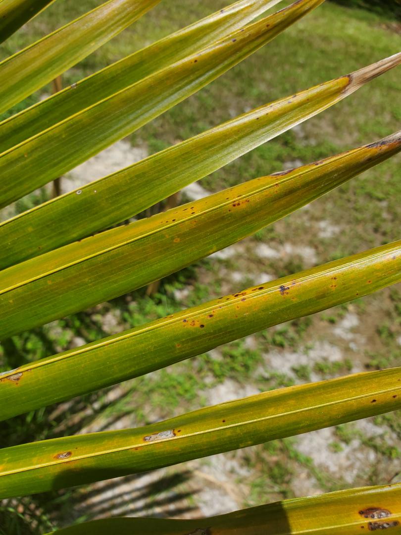 Potassium deficiency? - DISCUSSING PALM TREES WORLDWIDE - PalmTalk