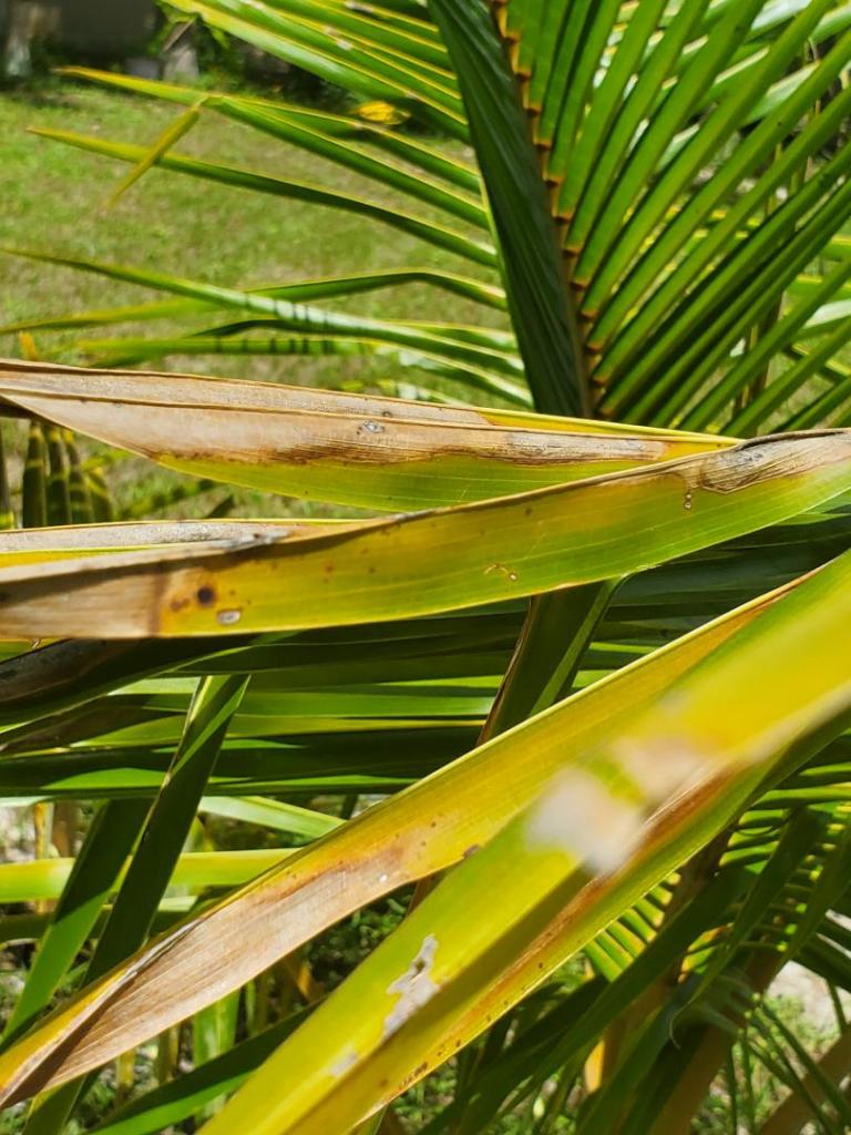 Potassium deficiency? - DISCUSSING PALM TREES WORLDWIDE - PalmTalk