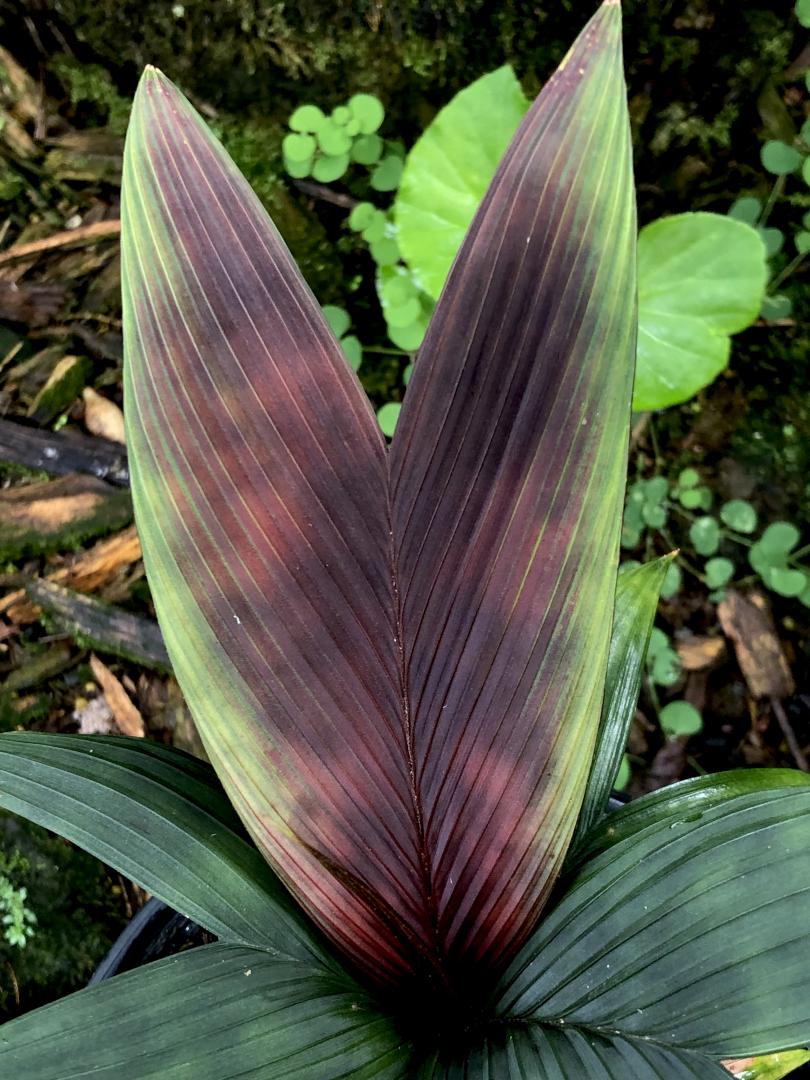 geonoma epetiolata starting to show some color - DISCUSSING PALM TREES ...