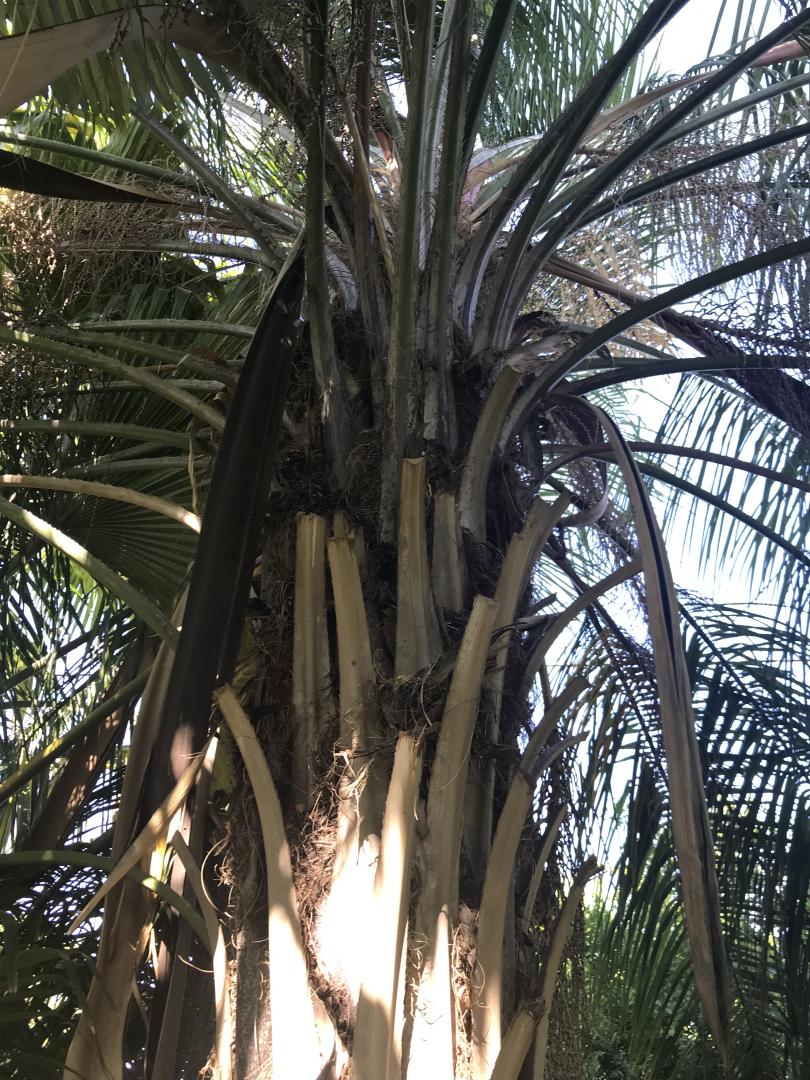 Anybody have experience with Super Mules? - DISCUSSING PALM TREES ...