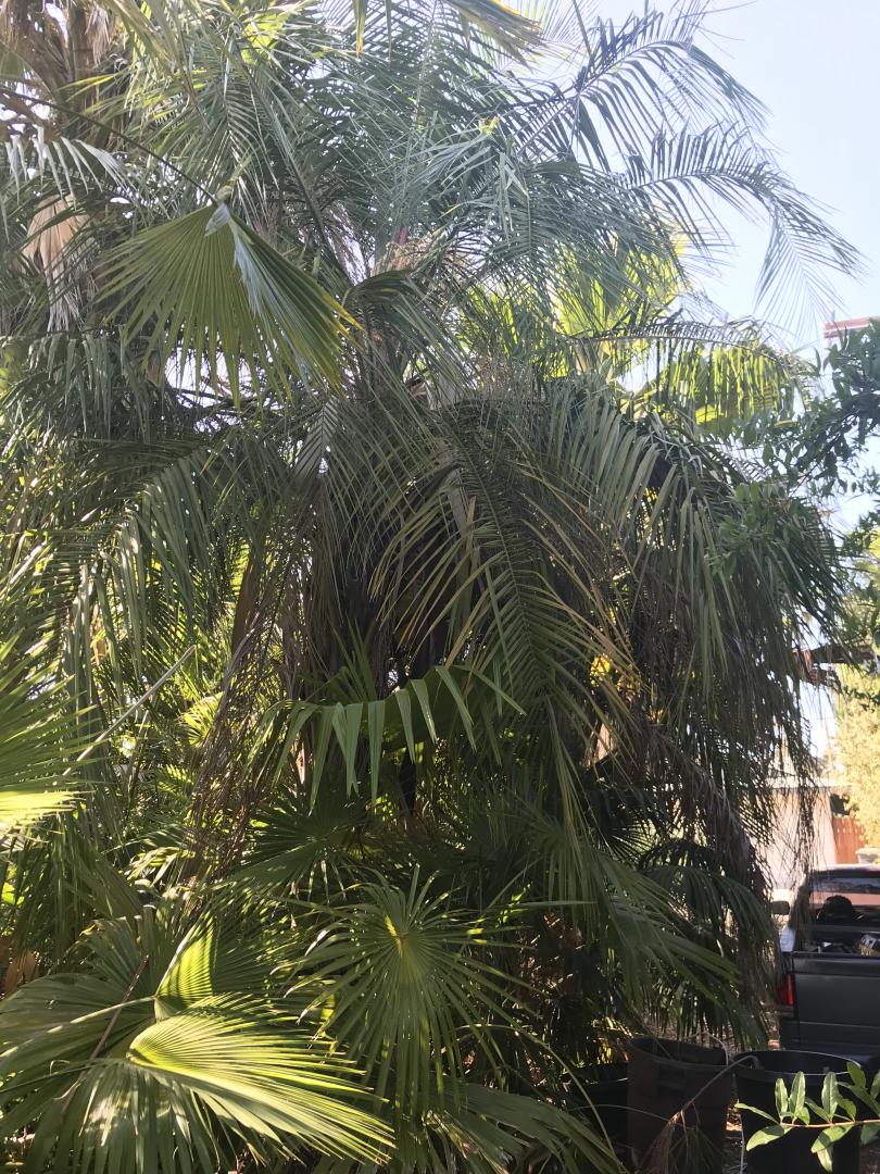 Anybody have experience with Super Mules? - DISCUSSING PALM TREES ...