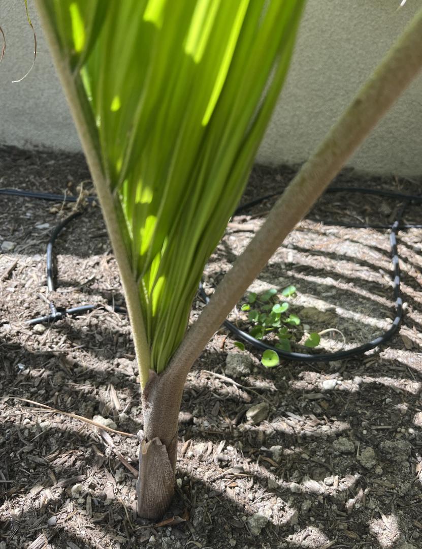 Cabadae or not? - DISCUSSING PALM TREES WORLDWIDE - PalmTalk