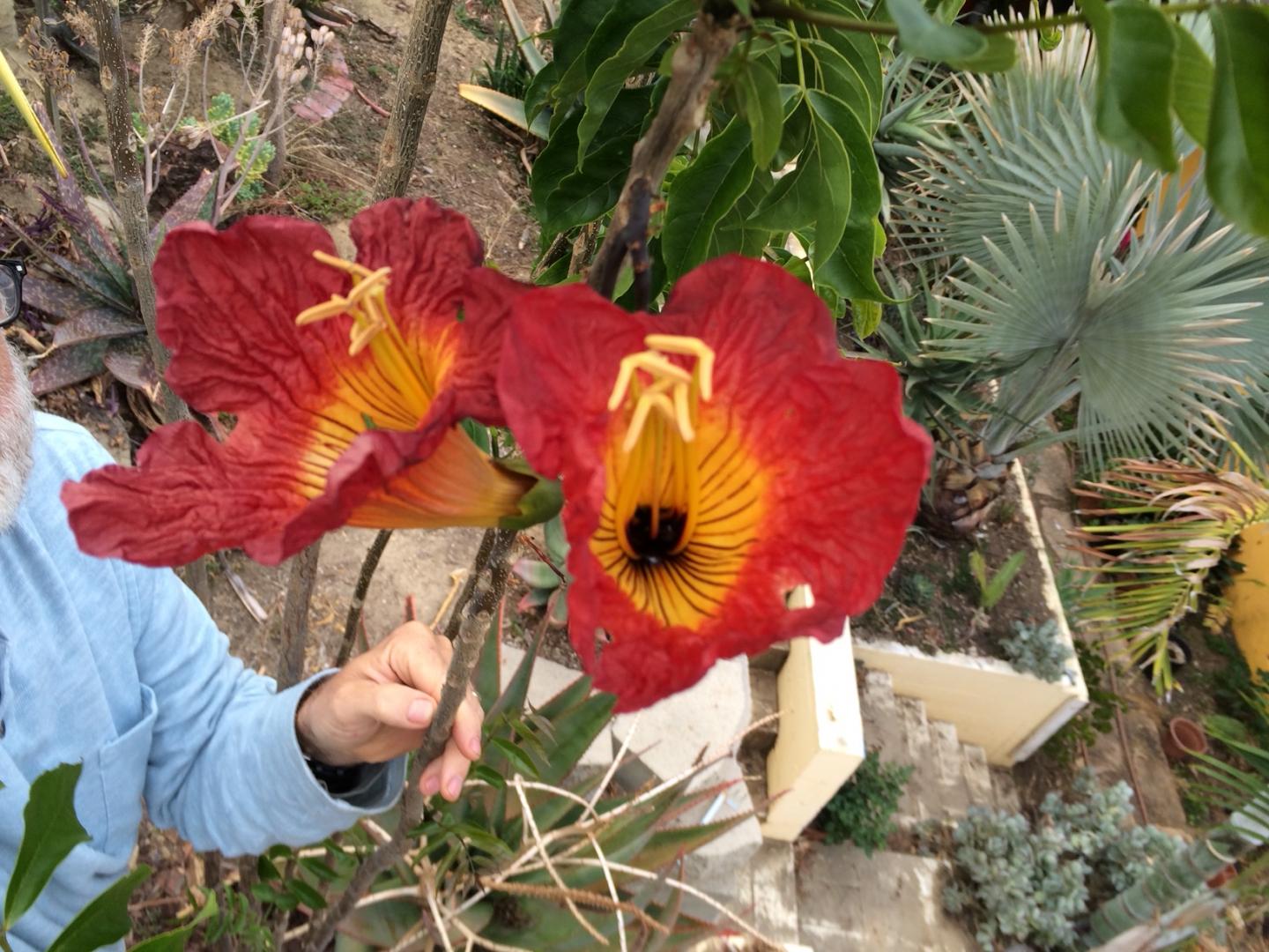 Fernandoa madagascariensis - TROPICAL LOOKING PLANTS - Other Than Palms ...